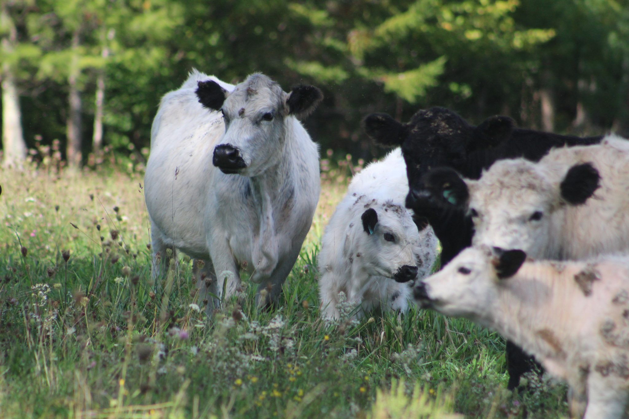 Landrace and Heritage Horses and Cattle - Countryside